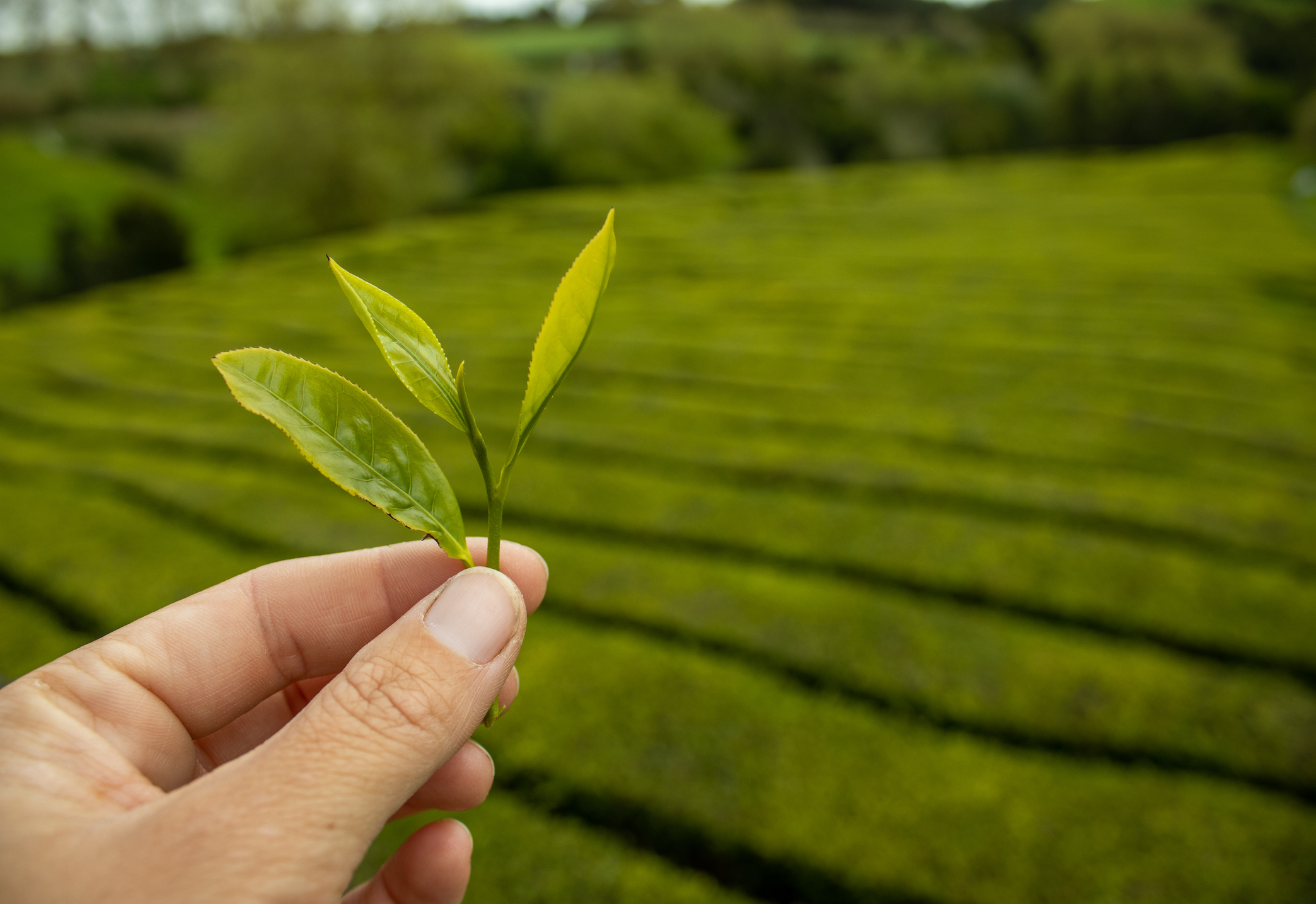 Tea plantation Gorreana, at Sao Miguel island, Azores travel destination.